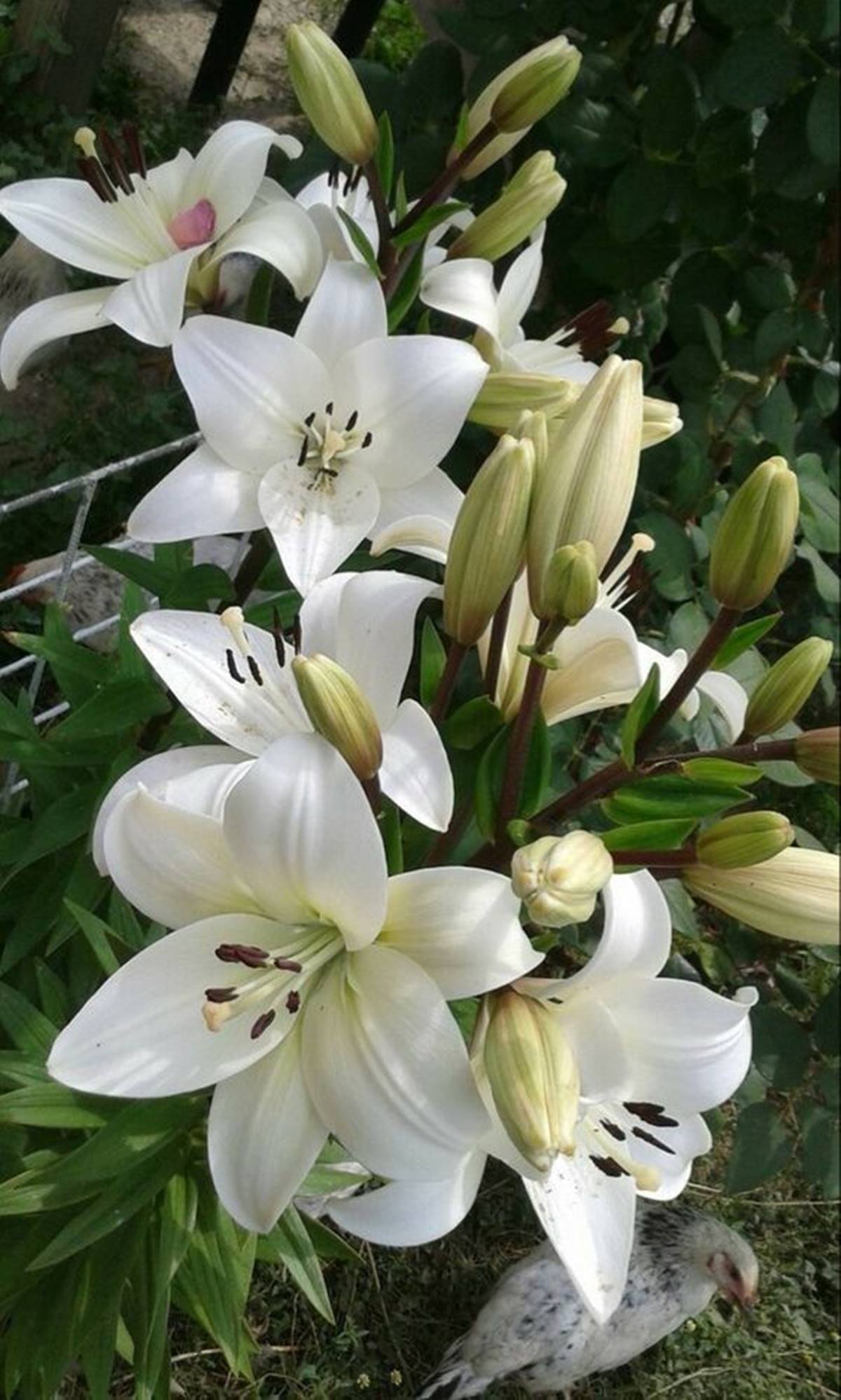 Lilium, Zambak Bakımı ve Yetiştirilmesi | Yeşil Mimar